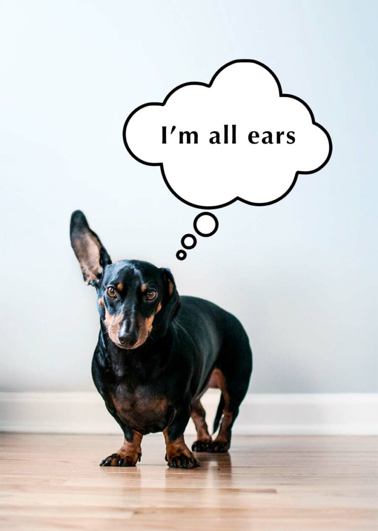 How to Show Your Dog YOU Are the Alpha