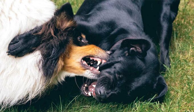 How to Stop Dogs Fighting in the Same Household FAST