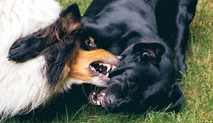 How to Stop Dogs Fighting in the Same Household FAST