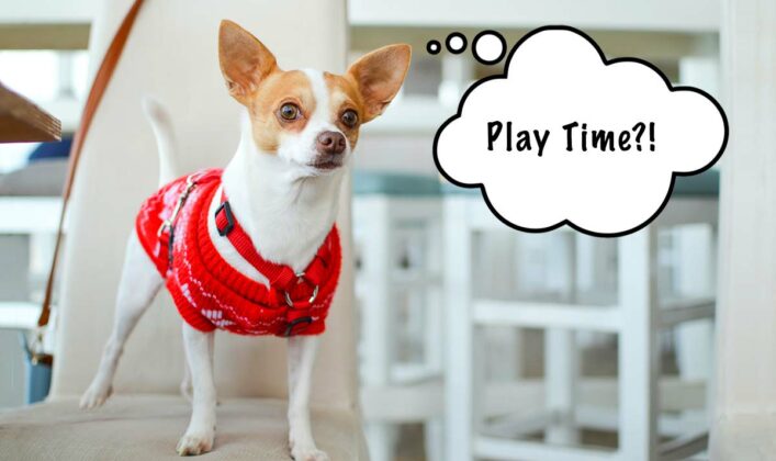 Fun (and Safe) Games to Play With Your Chihuahua