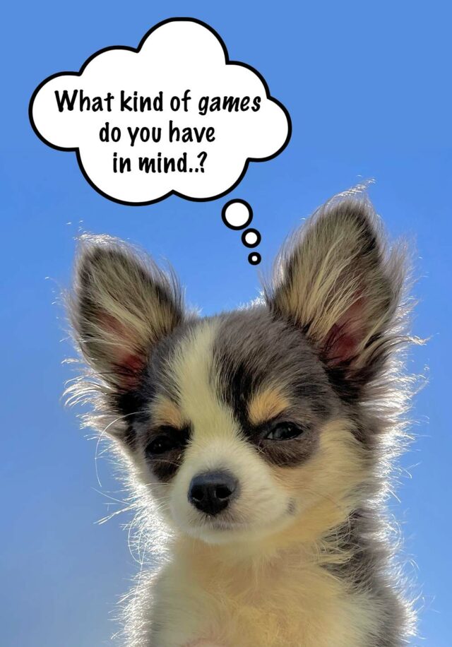 Fun (and Safe) Games to Play With Your Chihuahua