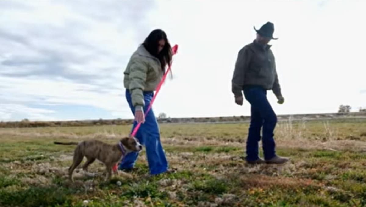Puppy Born With Swimmer's Syndrome Learns To Walk, And Finds A Home ...